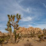 10 Cool Facts About Joshua Tree National Park - californiacrossings.com