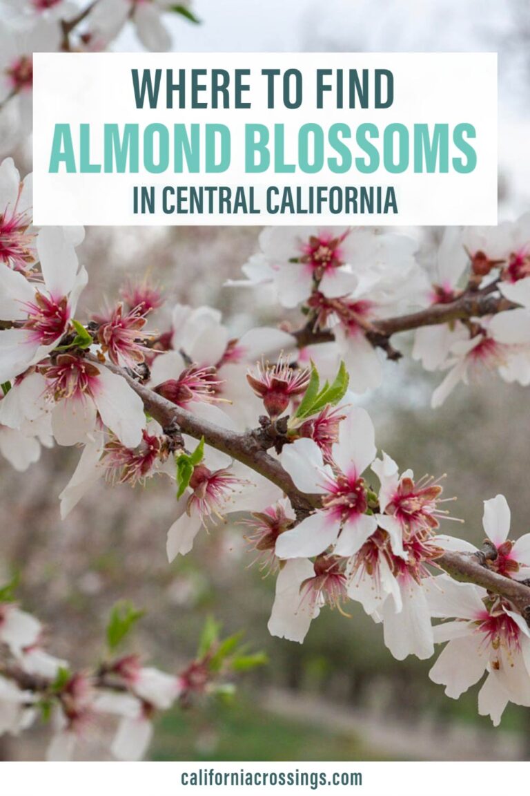 How to Experience California's Blooming Almond Orchards