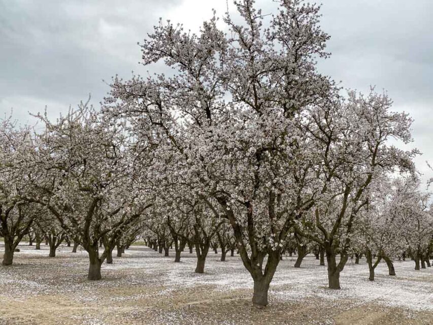 How to Experience California's Blooming Almond Orchards