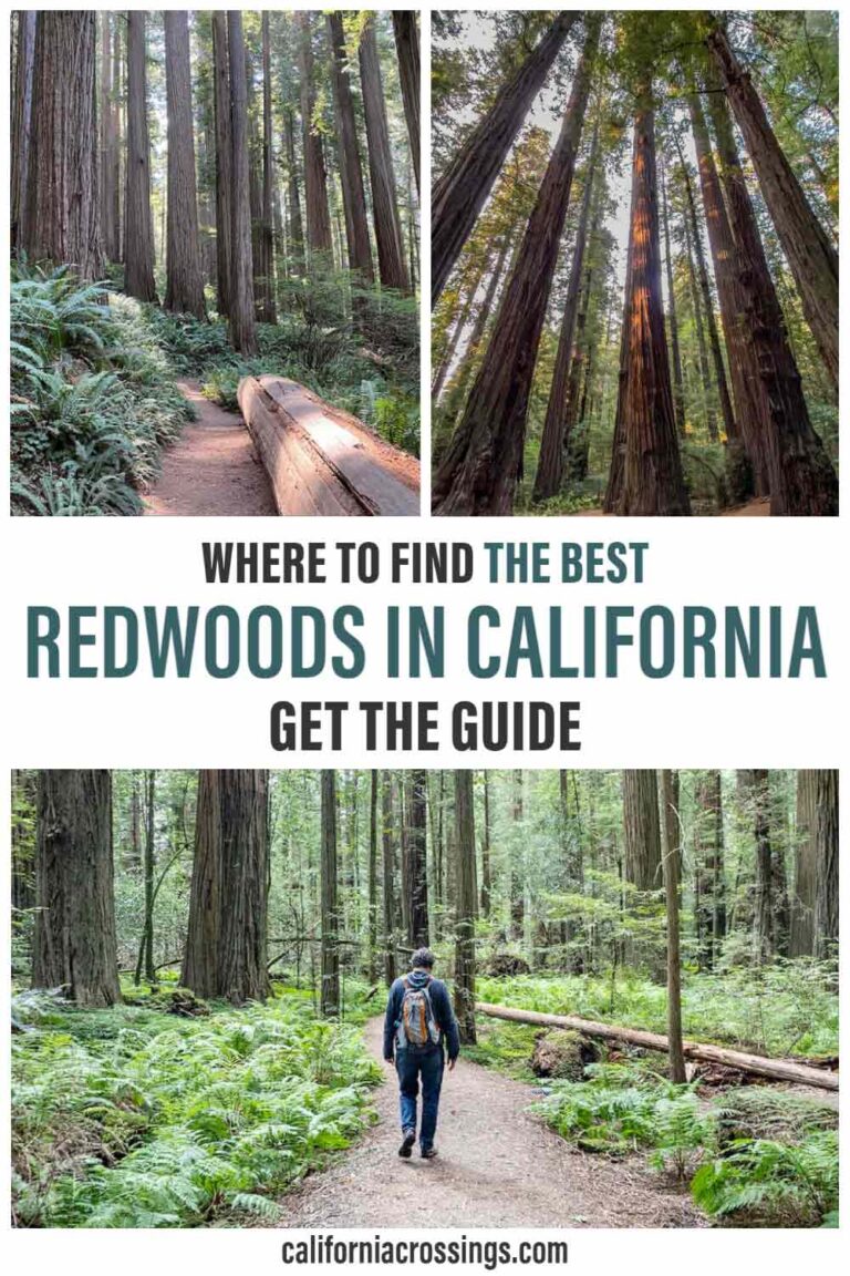 All 43 California Redwood Parks: Full Guide & Map