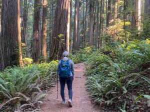 San Francisco to the Redwoods Road Trip Guide + Key Stops