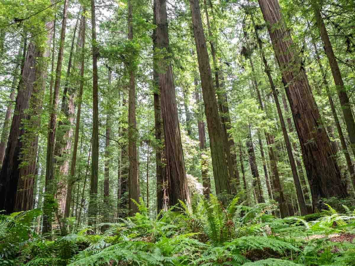 San Francisco to the Redwoods Road Trip Guide + Key Stops