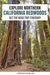 San Francisco to the Redwoods Road Trip Guide + Key Stops