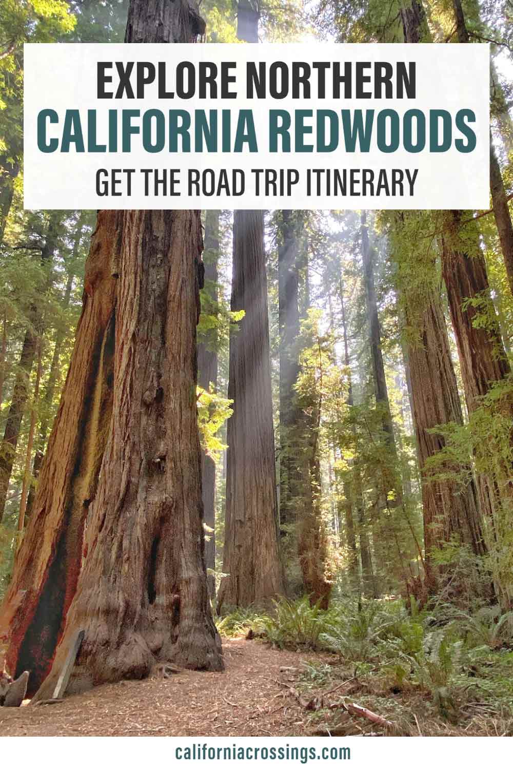 San Francisco to the Redwoods Road Trip Guide + Key Stops