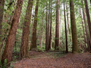 Van Damme State Park: Hiking & Camping Guide