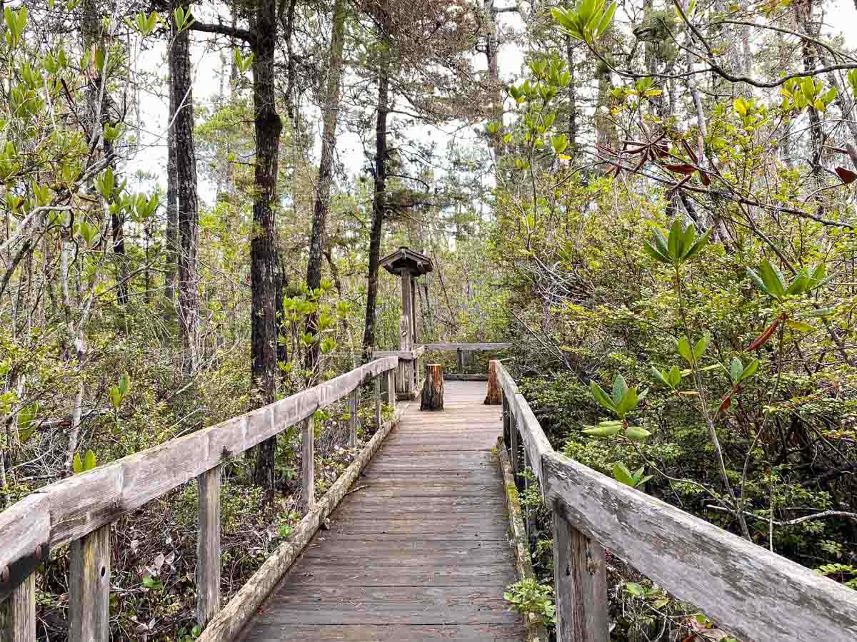 Van Damme State Park: Hiking & Camping Guide