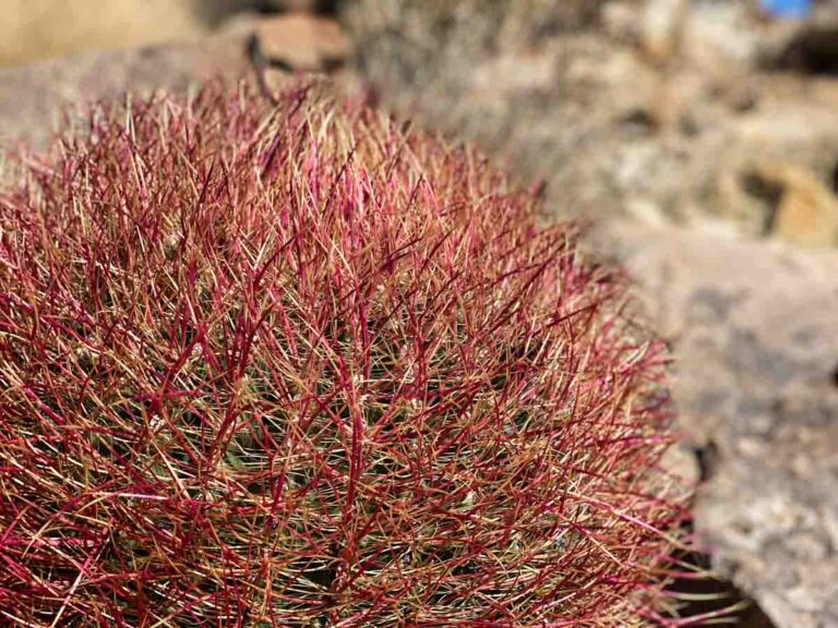 How To Rock Your Joshua Tree Visit: Everything You Need to Know