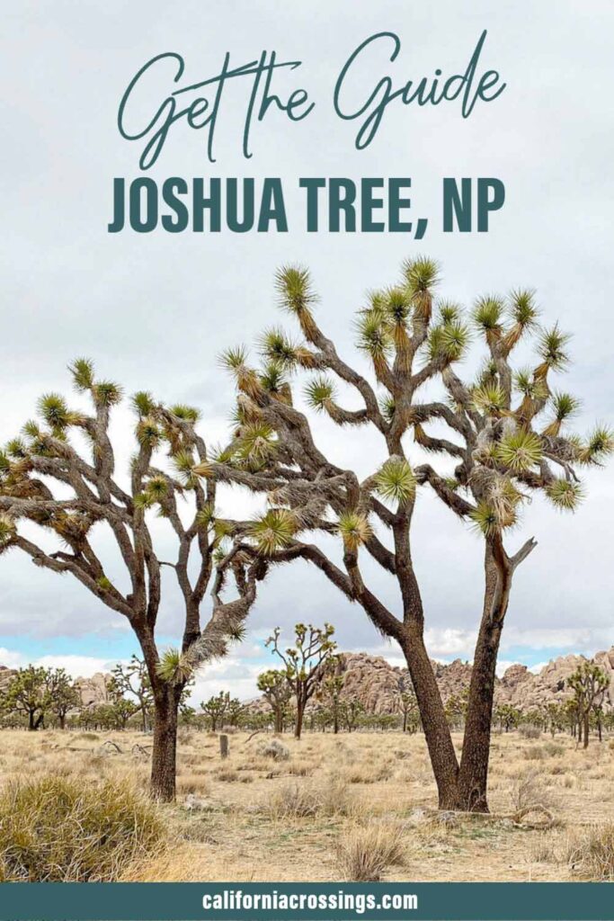 How To Rock Your Joshua Tree Visit: Everything You Need to Know