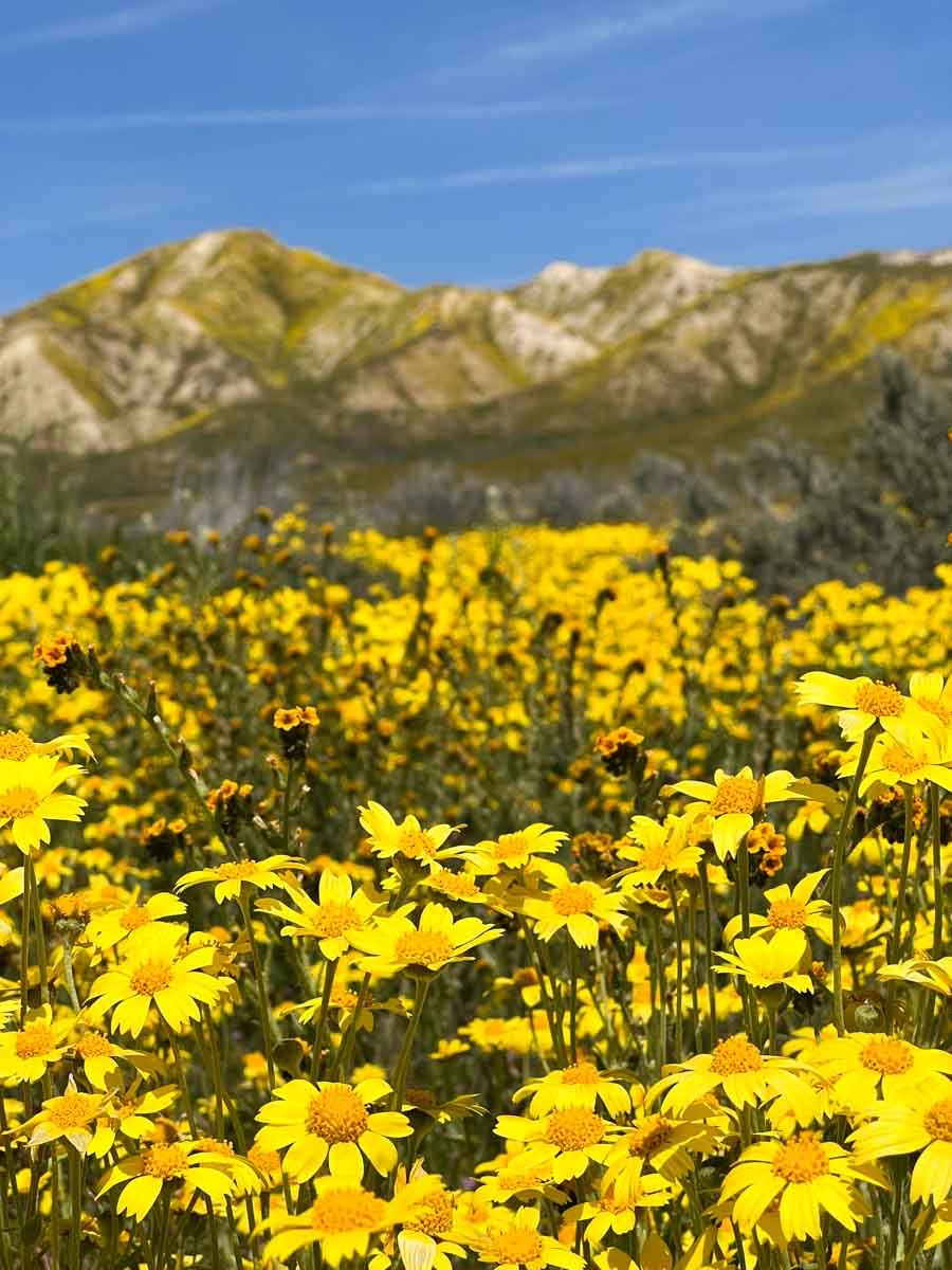 The Best Time to Visit California: Season by Season Guide