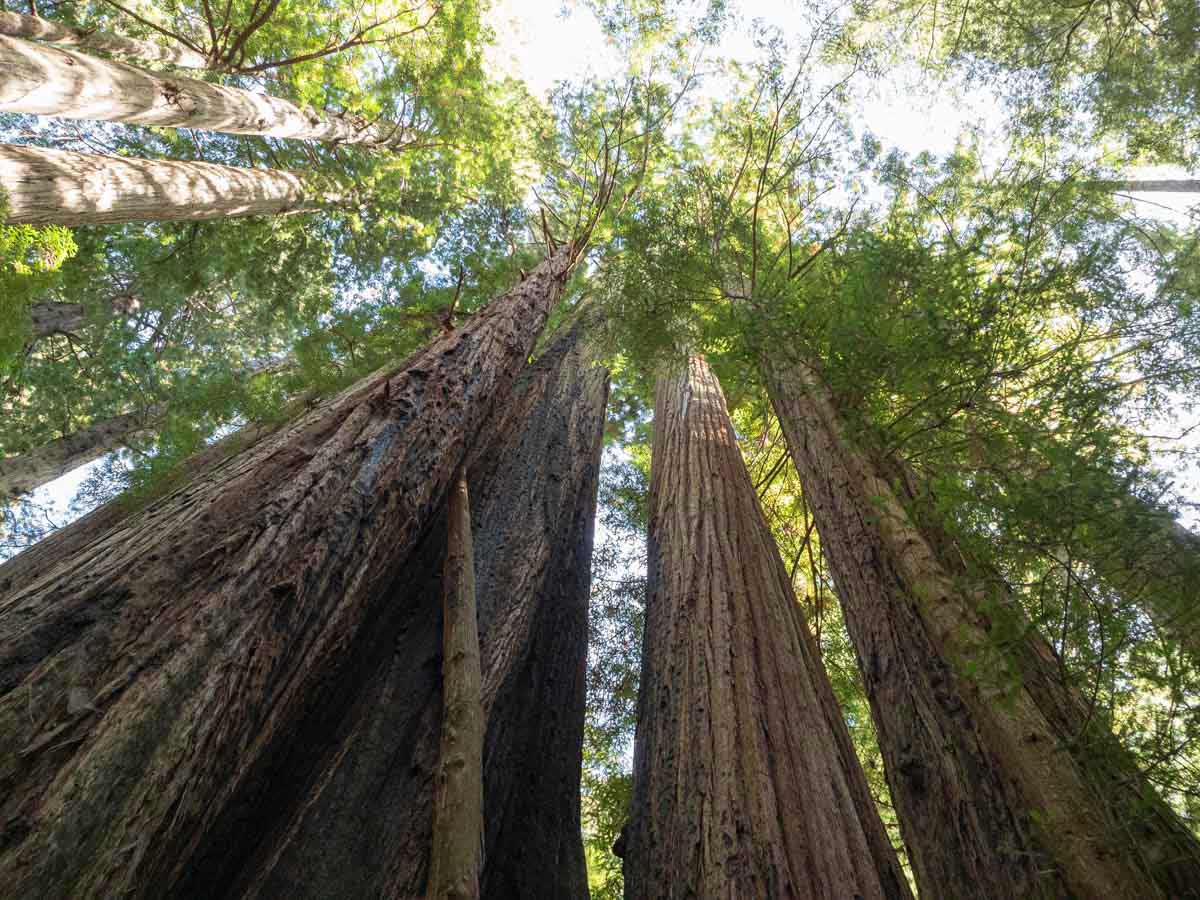 How to Visit Jedediah Smith Redwoods State Park
