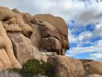 When to Visit Joshua Tree National Park: The Best & Worst Times of Year