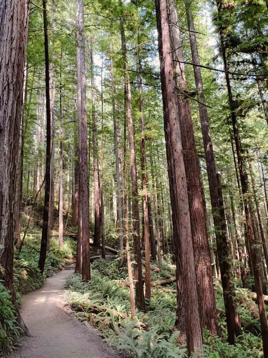 How to Visit Jedediah Smith Redwoods State Park